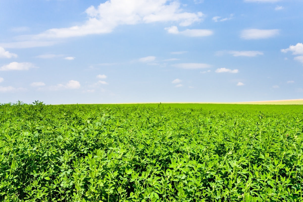 Semilla De Alfalfa Cuf 101 Dary Master 20 Kg – Torke